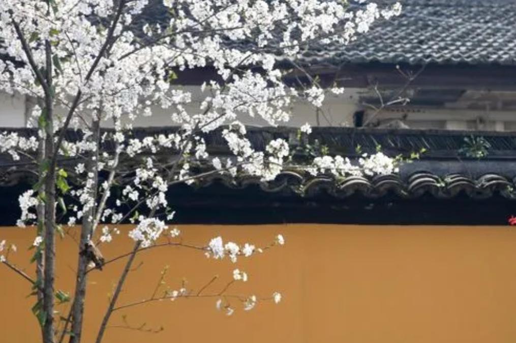 Bai Juyi's short lyrical poem "The Temple of Leftover Love", the ...