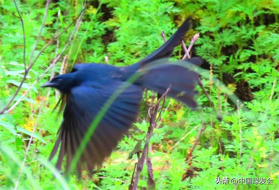 Black curly tail: Angry little black bird - iNEWS