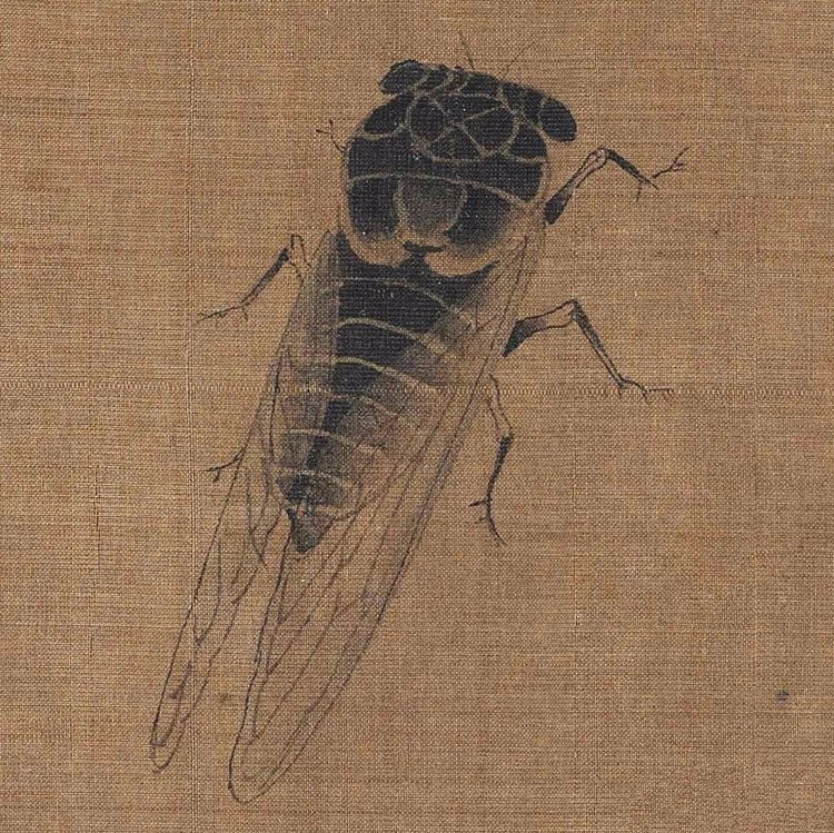 The Five Dynasties Huang Quan's "Sketch of Rare Birds": The beard and ...