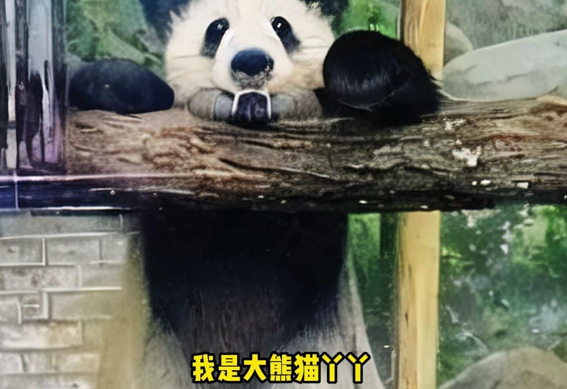 Panda Yaya is back: How did the bamboo-eating panda survive in nature ...