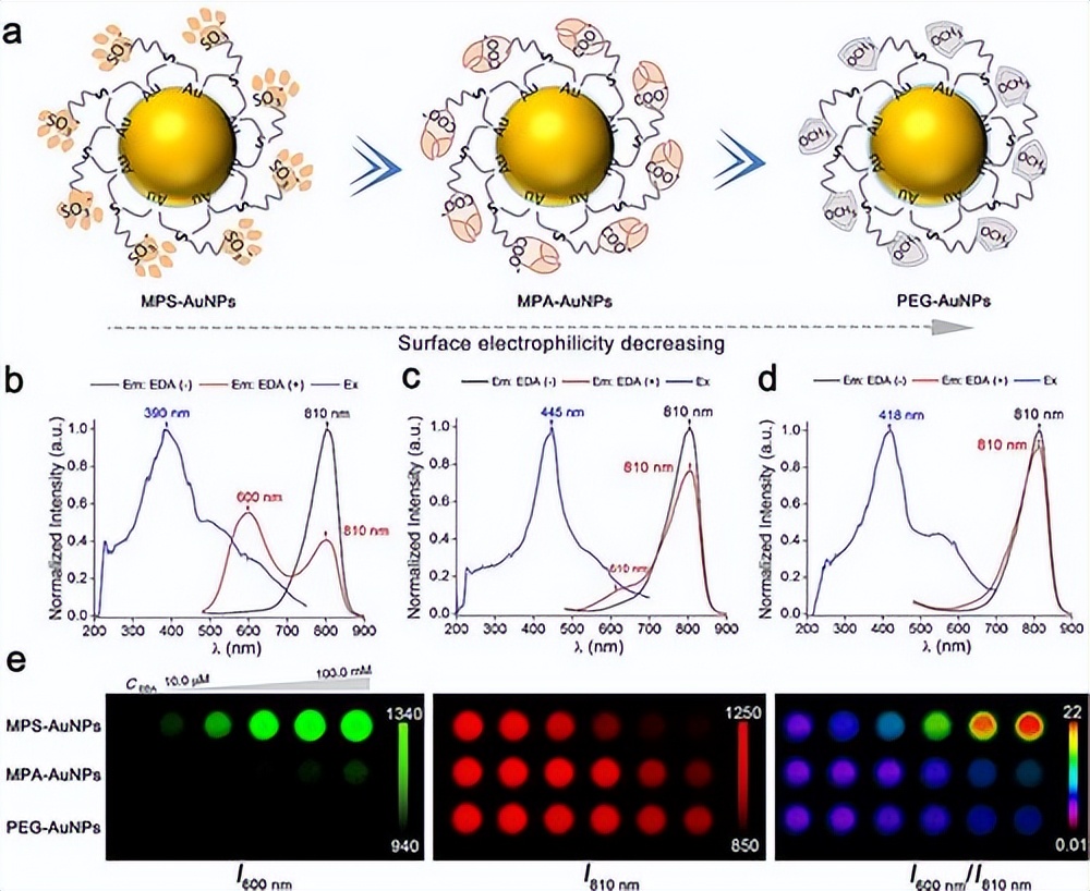 Development of double-oligoethylene glycol-functionalized fluorescent ...