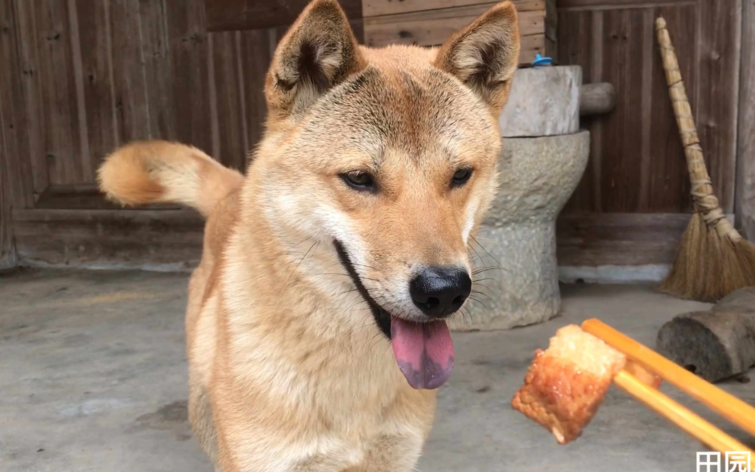 The 6 most "spiritual" dogs, the Chinese Garden Dog is on the list ...