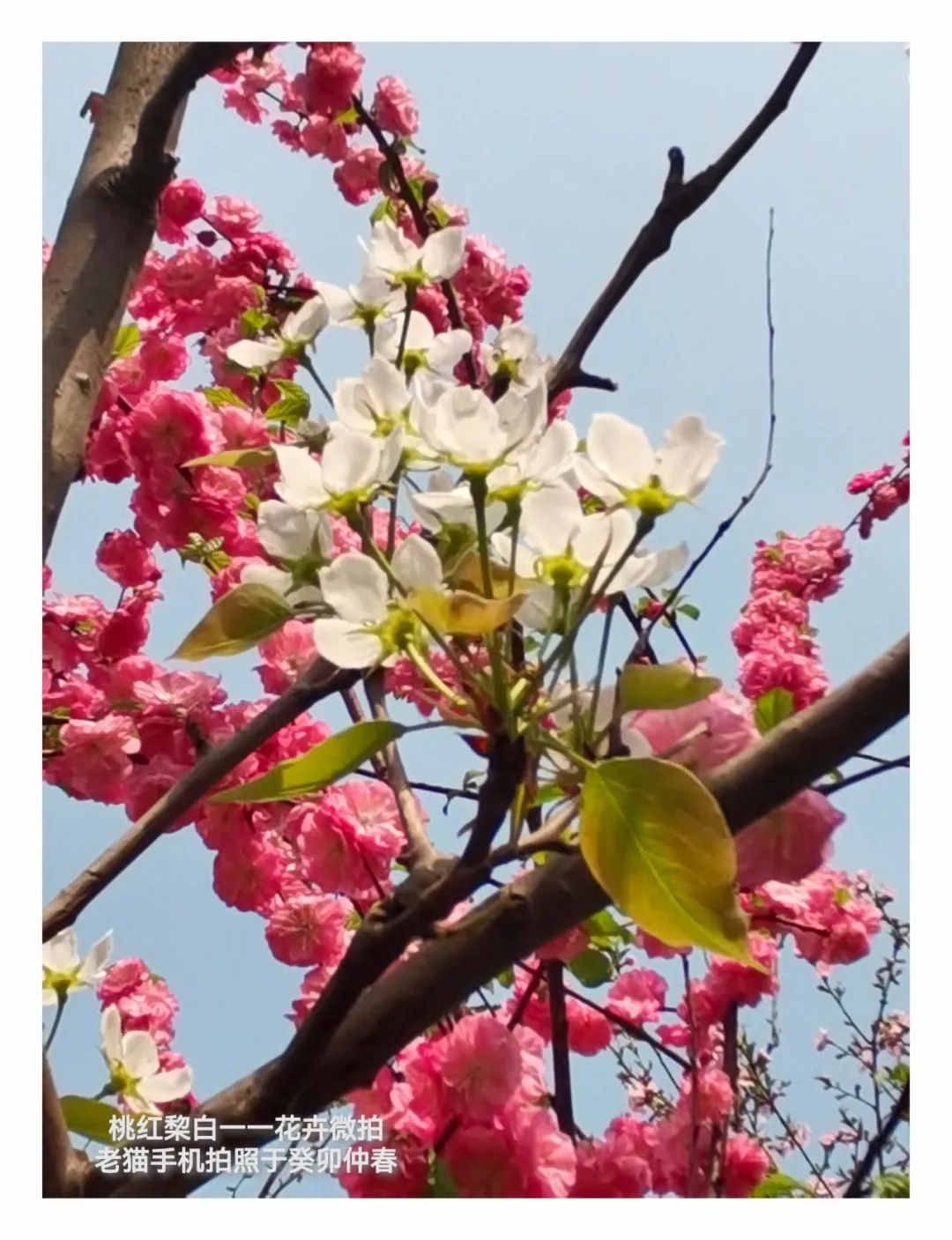 Brother and sister Yang Chengbin and Yang Yanhua jointly composed poem ...
