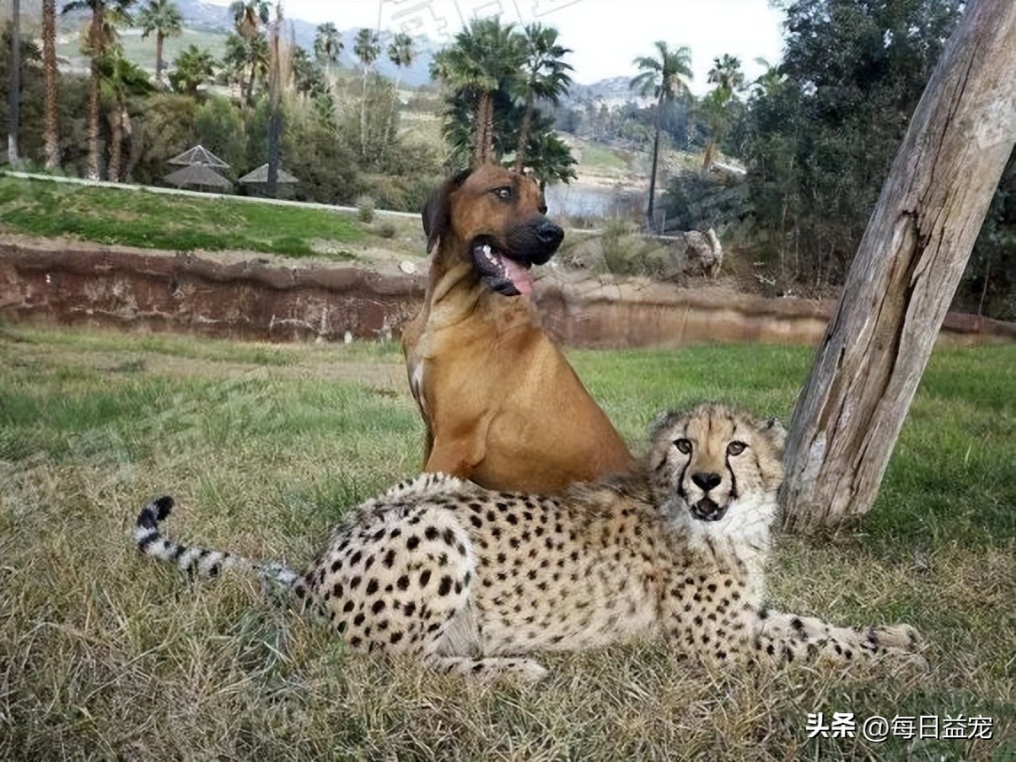 The disabled cheetah was abandoned by its mother, and the dog acted as ...