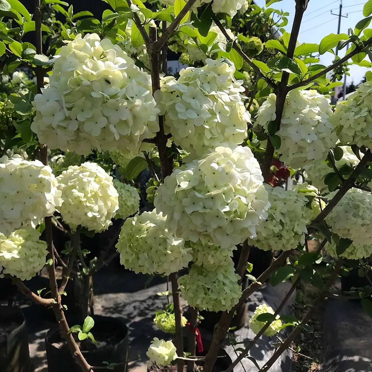 The high-end and atmospheric "Chinese wood hydrangea", the ceiling in ...
