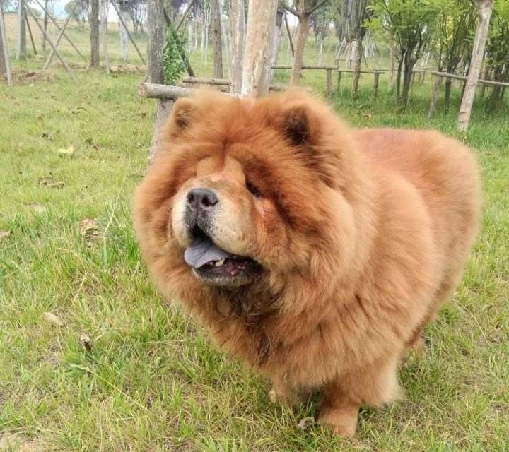 The top ten dogs with strong obedience, the Chinese pastoral dog is on ...