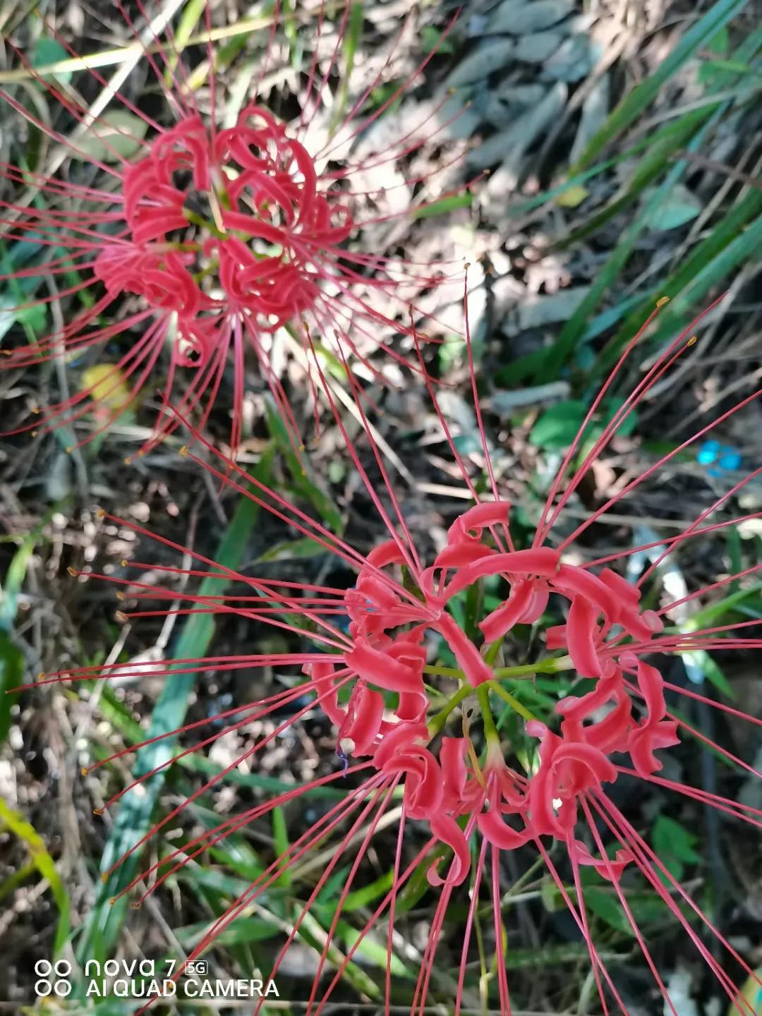 The other side flower: - iMedia