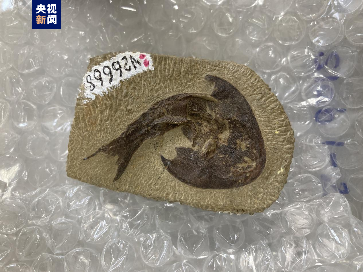 The evolution process of "from fish to man" lasted about 500 million ...