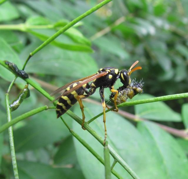 10 Most Dangerous and Poisonous Bees in the World - iNEWS