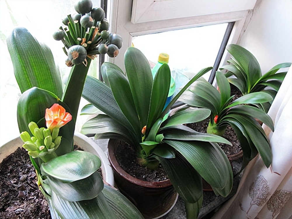 Clivia flowering maintenance method - iMedia