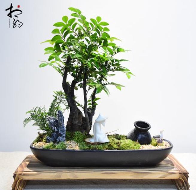 The precious lobular rosewood can purify the air, emit fragrance, drive away mosquitoes and ...