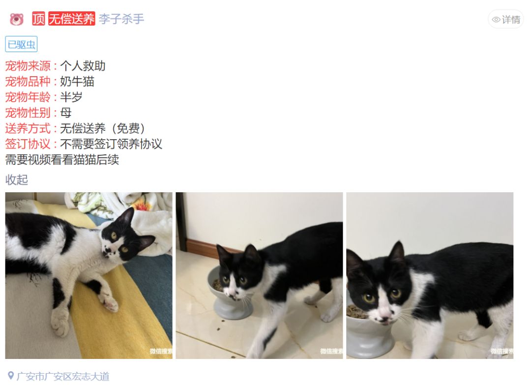 Guang'an Pet Adoption!The half-year-old cow and cat that was rescued by ...