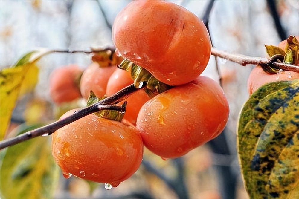 What does the folk saying "one persimmon and ten medicines" mean?Is it ...