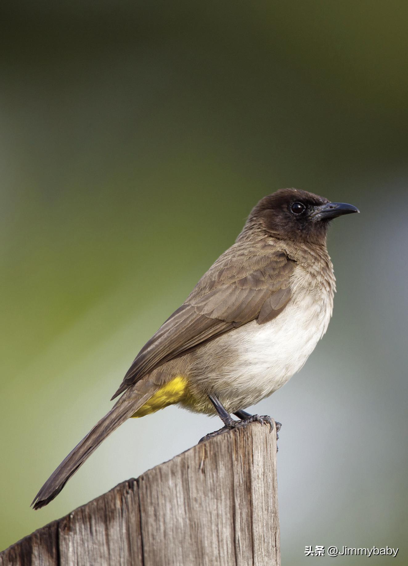 The Legend of the World's National Bird: Liberia's Black-eyed Bulbul ...