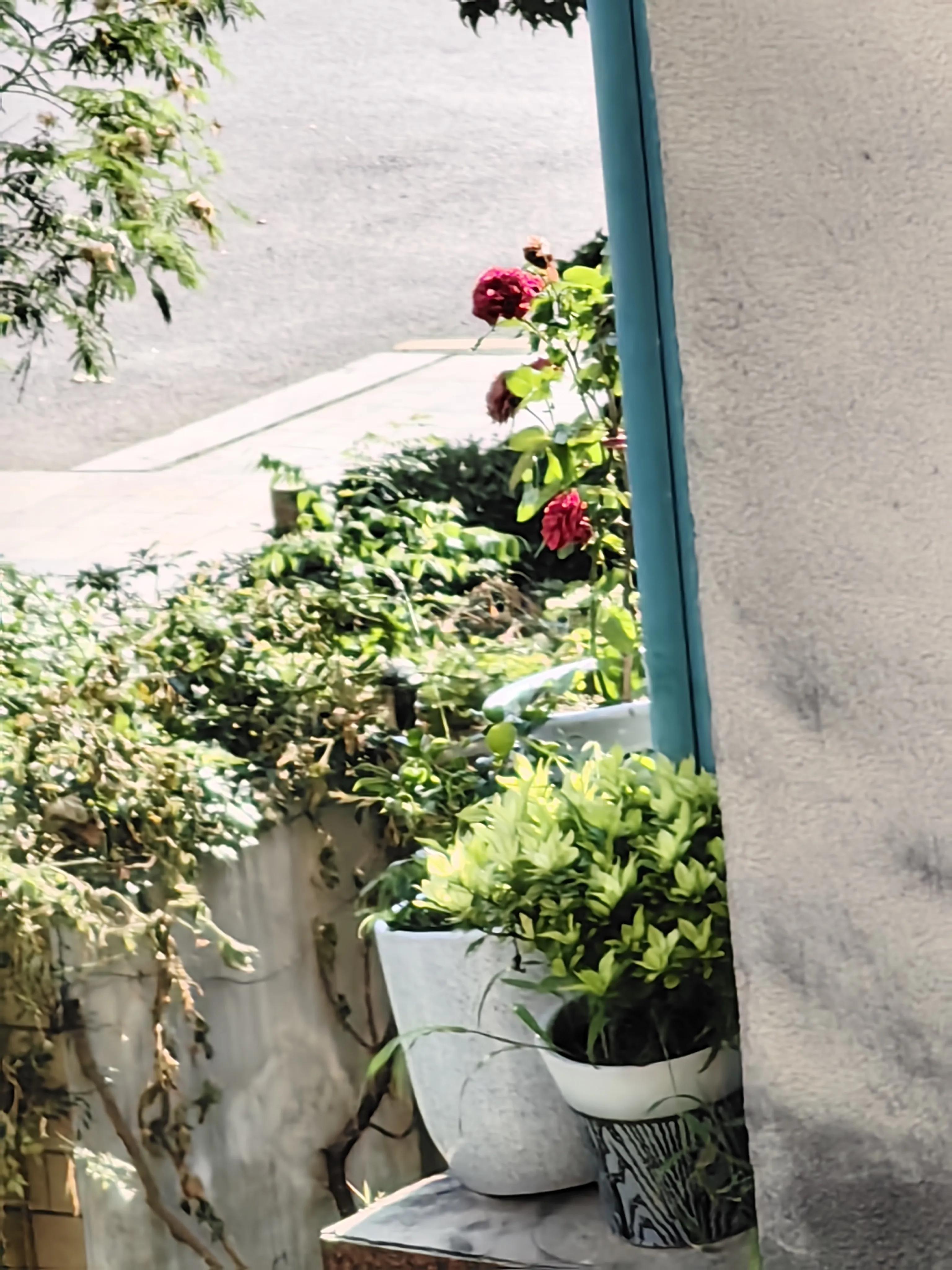flowers on neighbor's balcony - iNEWS