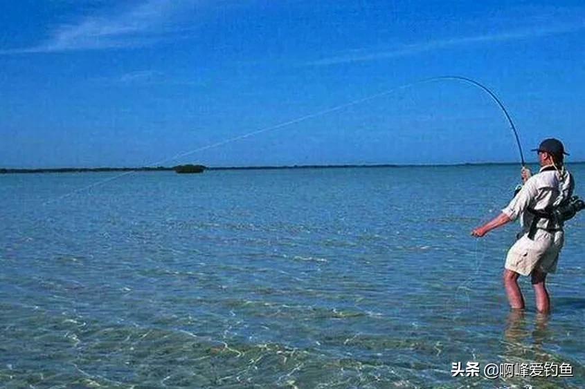 Army Fish: The Combination of Power and Beauty!The real "king of ...