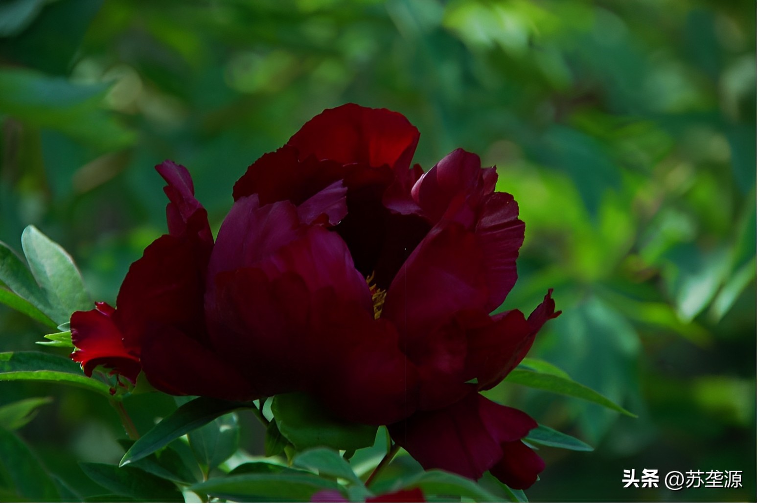 Identifying flowers and grass: a kind of flower with a mythical color ...