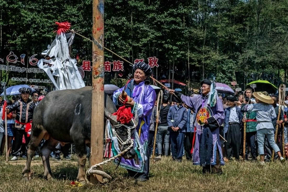 "Wo Xiong Neng Ni" Xiangxi Miao vertebral cattle briefly - iMedia