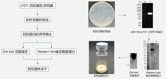 Yeast surface display technology enables rapid and precise screening of ...
