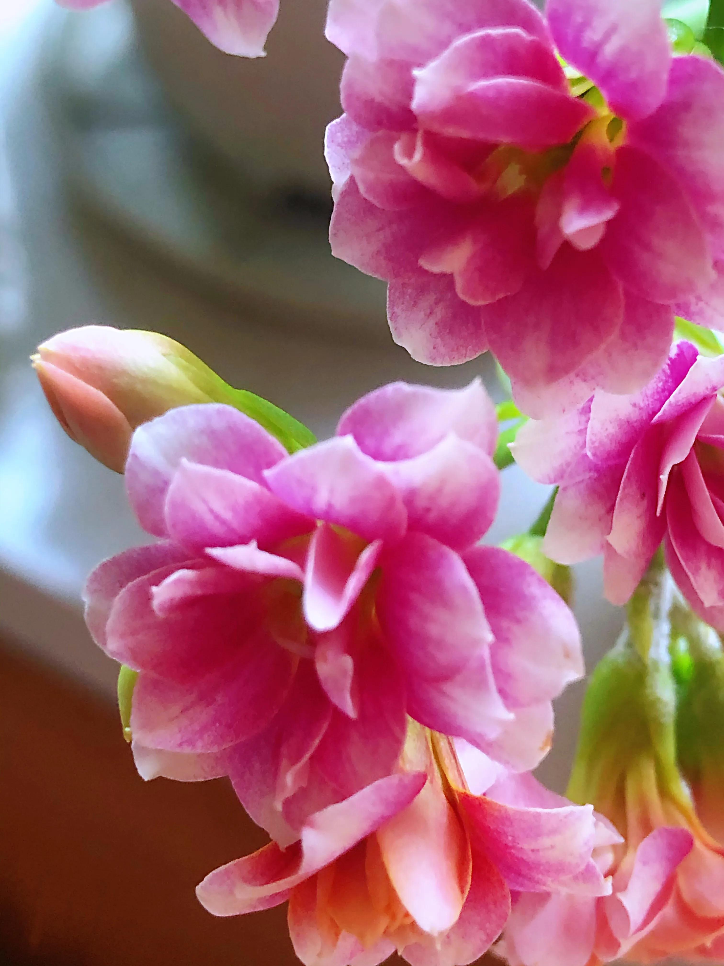 My longevity flower is blooming!Take selfies. - iNEWS