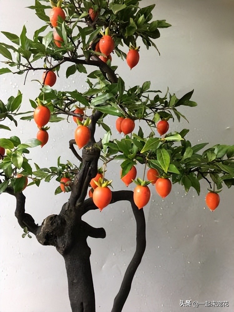 Raising gold marbles in spring, I will teach you a few tricks to easily ...