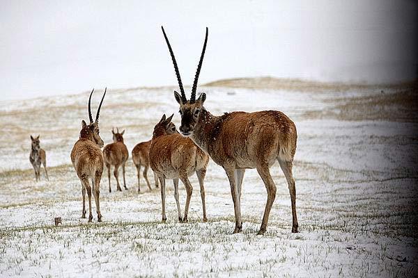 It's so sad, in order to protect the Tibetan antelope, you have to ...