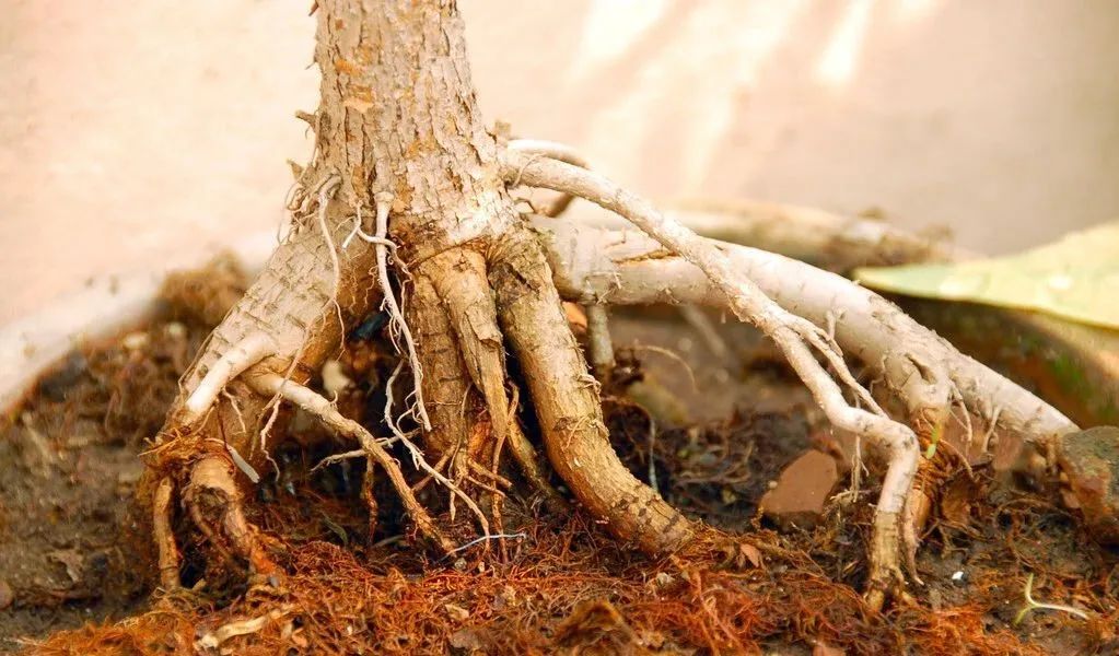 Autumn application of basal fertilizer is not only not afraid of root ...