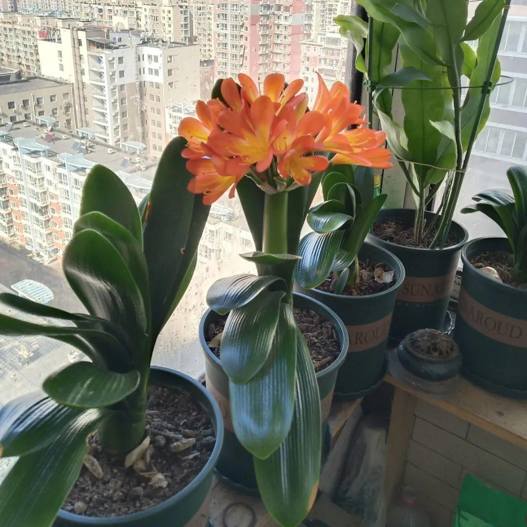 Clivia grows slowly?Feed some snacks, the leaves are fat and wide, and ...