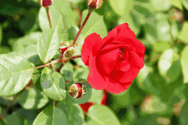 Partridge Sky - Rose Flower - iNEWS