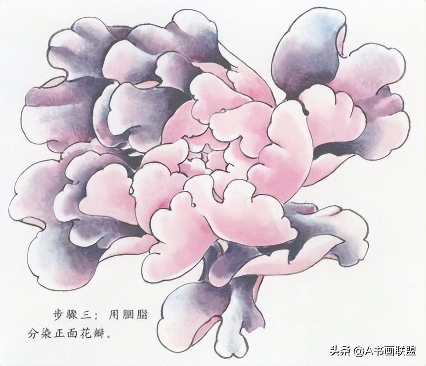 The steps of painting purple peony in Chinese painting - iNEWS