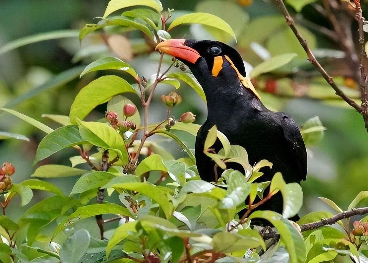 10 of the most sticky birds in nature - iNEWS