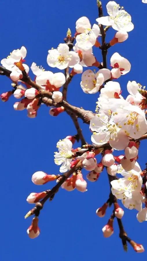 Where does Xinghua Village in Du Mu's poem "Qingming" refer to? - iNEWS