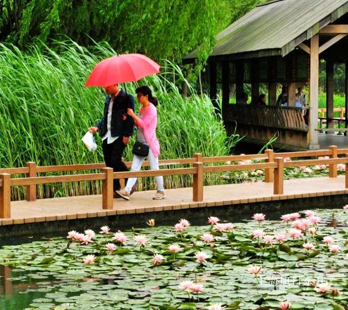 The water lilies next to the thousand-meter plank road in Minhang ...