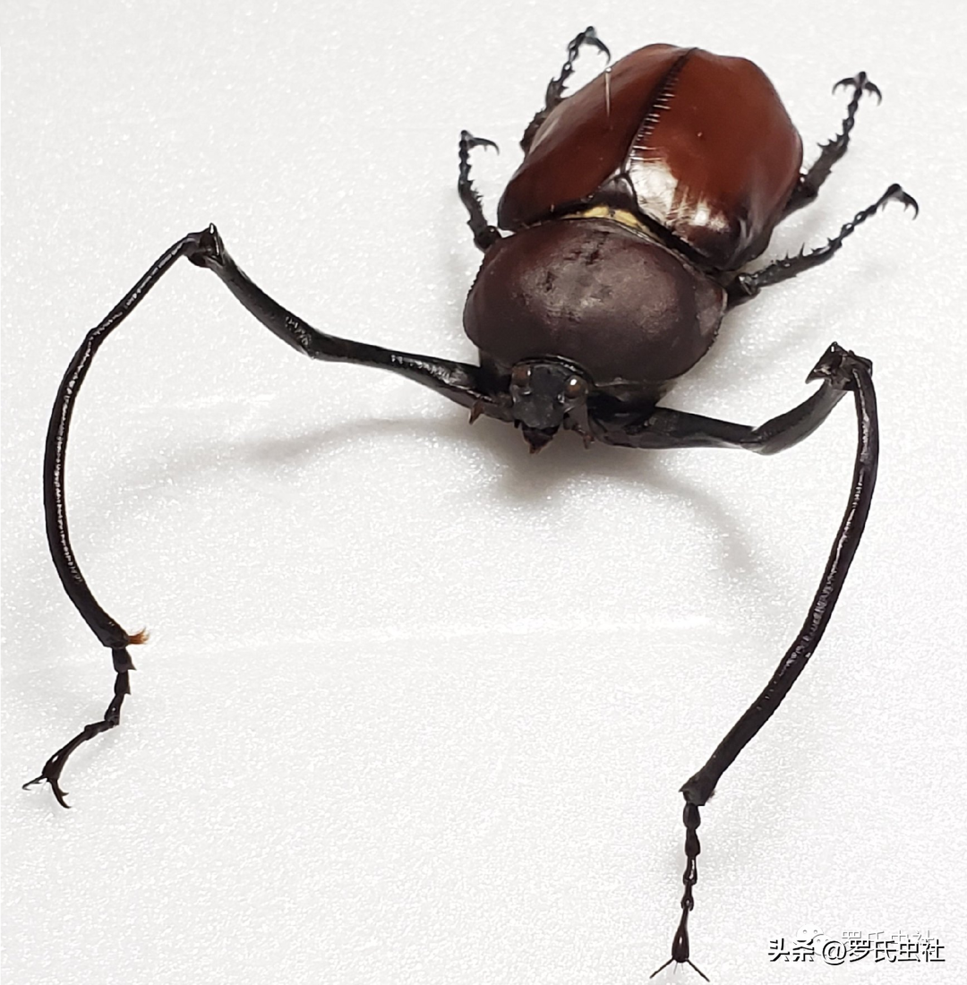 Today, let's talk about arm beetles - iNEWS