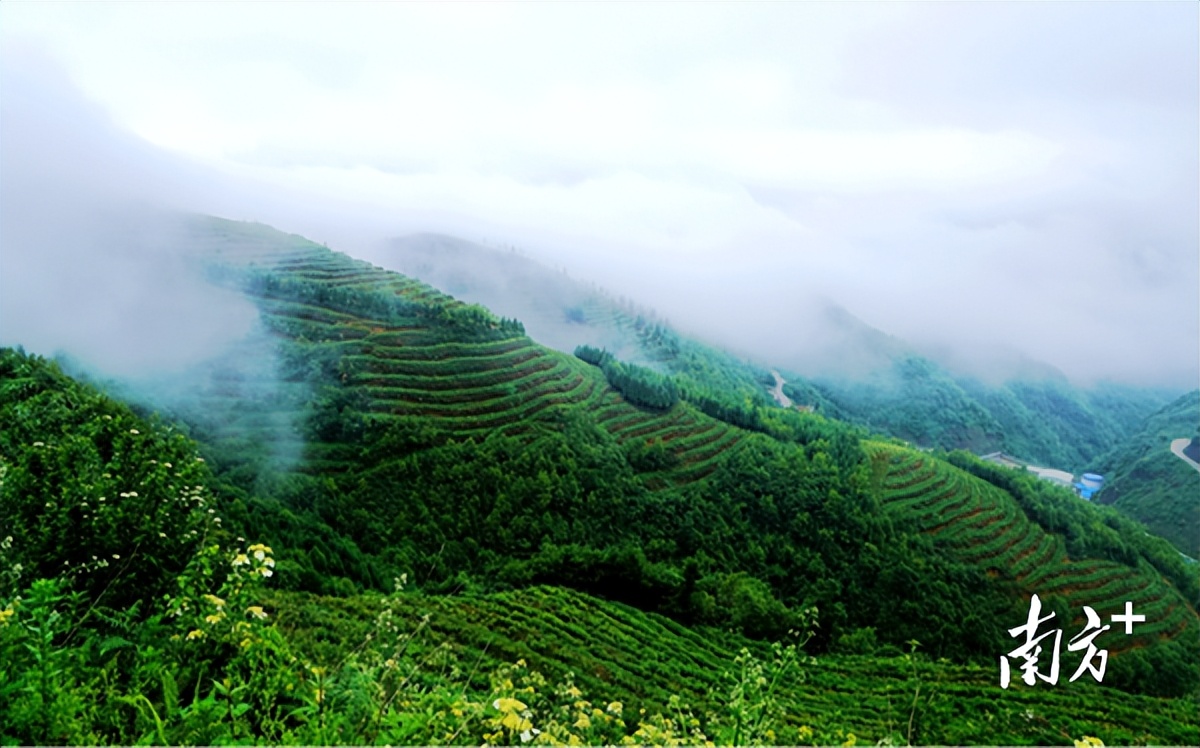 Nayong Jinchan Mountain: The fragrance of Guizhou tea attracts guests ...