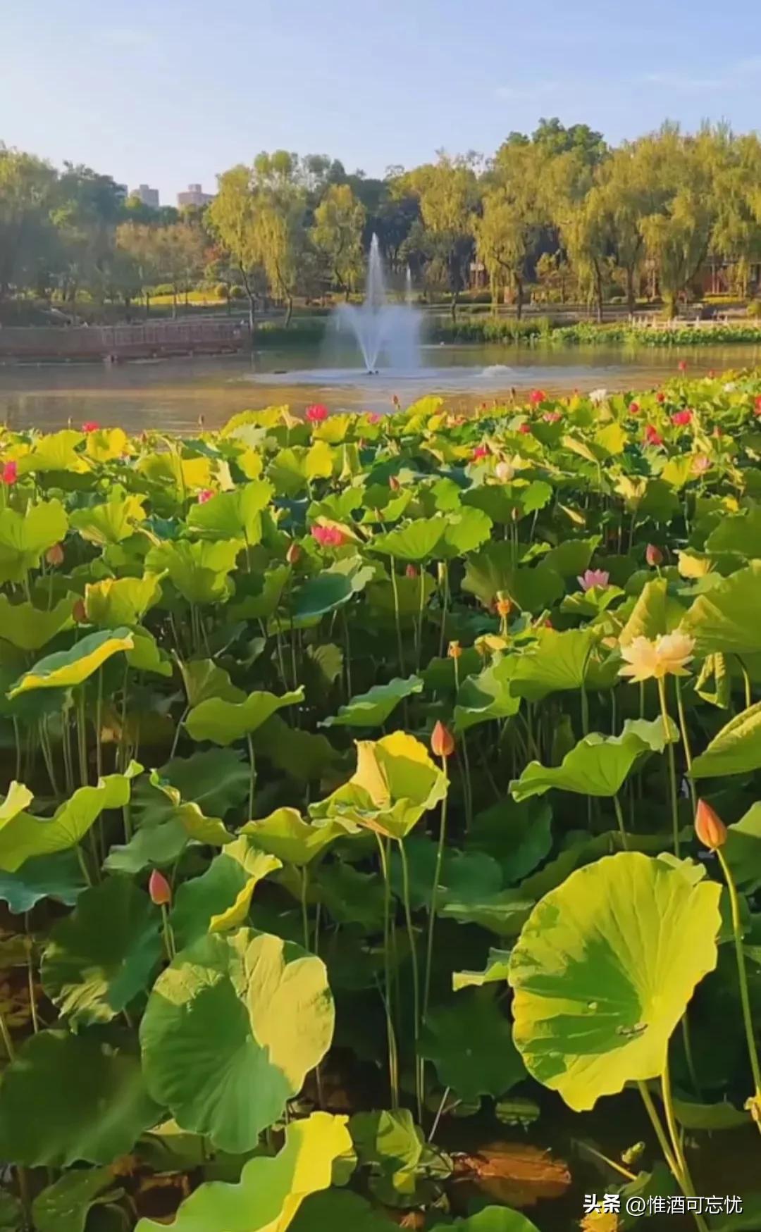 Xingqing Palace in Xi'an, your paradise for appreciating lotus - iNEWS