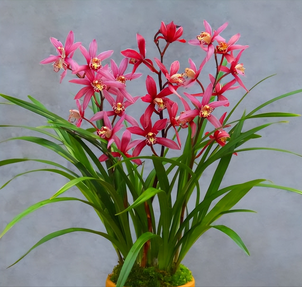 5 kinds of "noble flowers", the rich and noble people love to raise ...