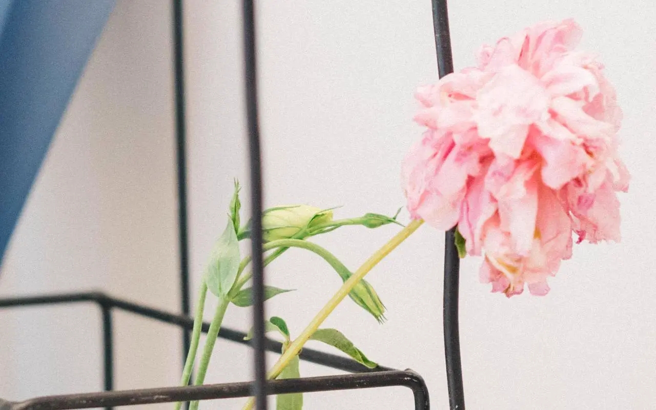 The amazing sentences written by those literati - iMedia