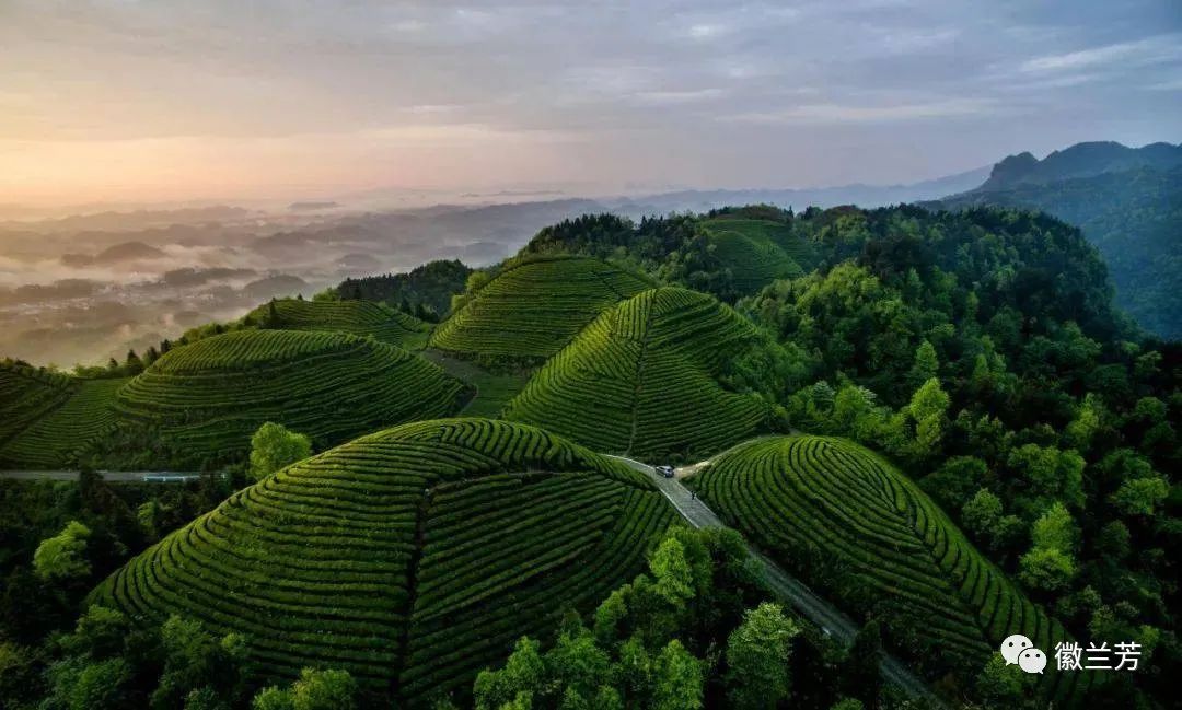 China's top ten tea towns, do you have your hometown? - iMedia