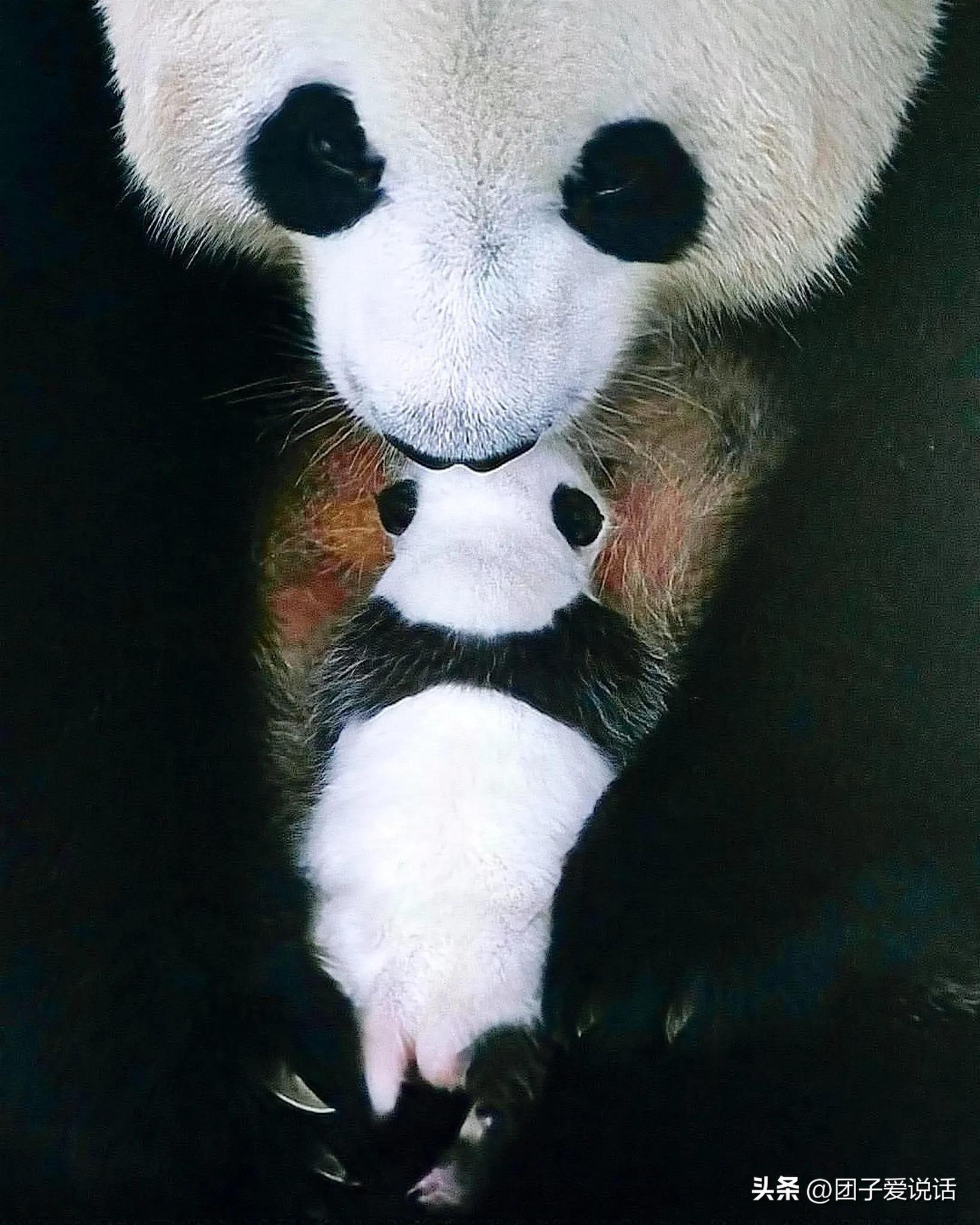 Worth watching, the strange birth of panda cubs - iNEWS