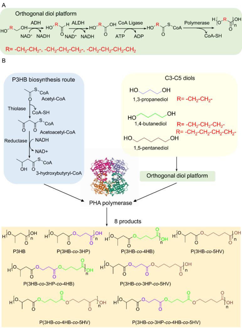 Tsinghua University and Microstructure Factory develop new PHA ...