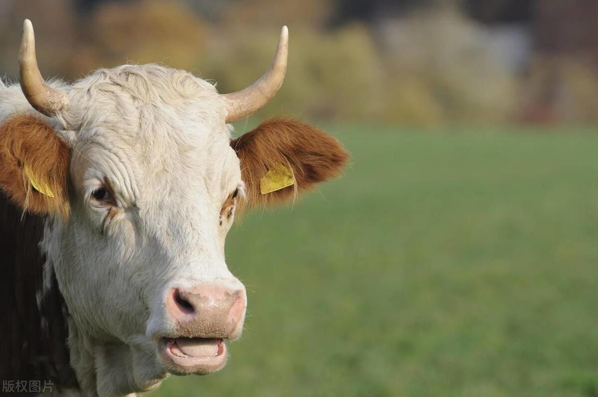 As the saying goes: cattle are afraid of yin and yang, people are ...