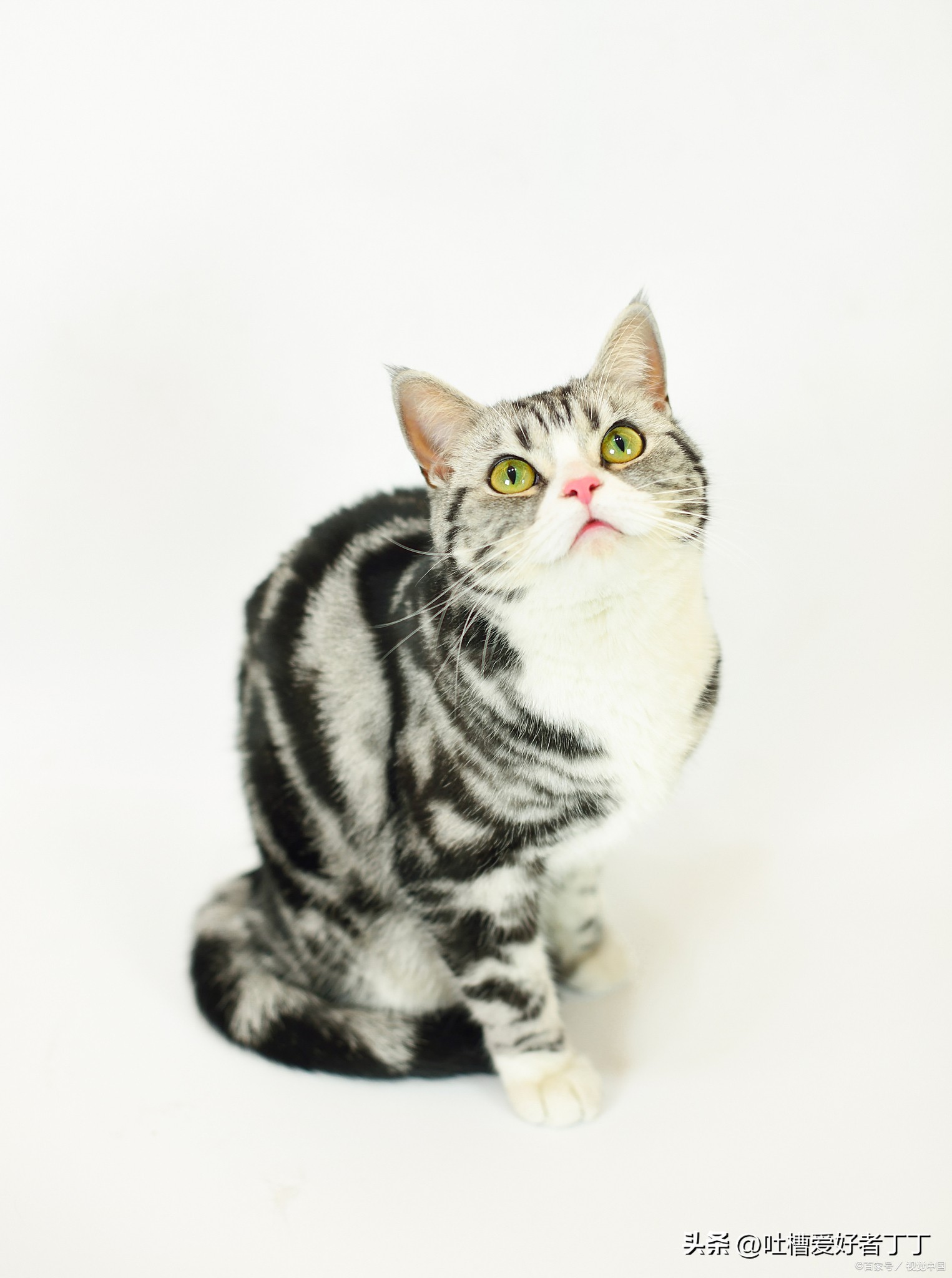 What is the cause of loose poop in American shorthair cats? - iMedia