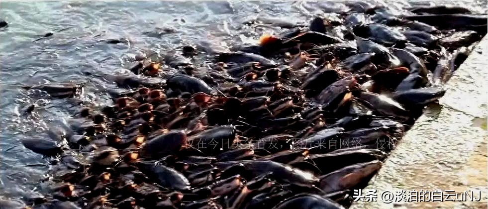 The Roar of the Ganges: The man-eating catfish is deeply poisoned. Is ...