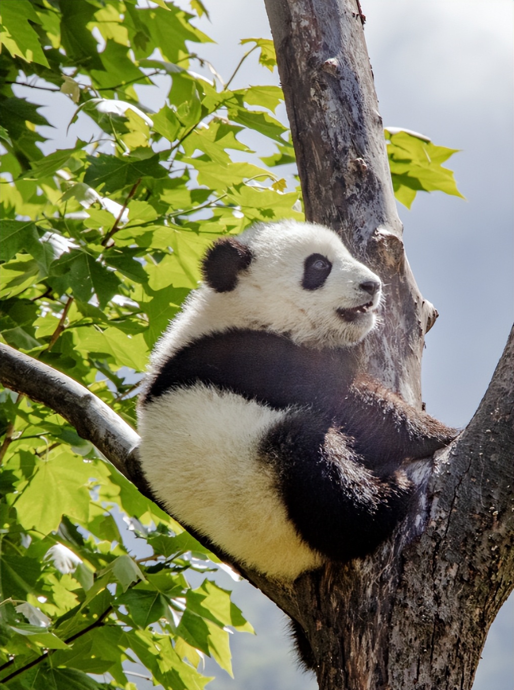 The two lines invite guests from afar, and "fun" tour the panda road ...