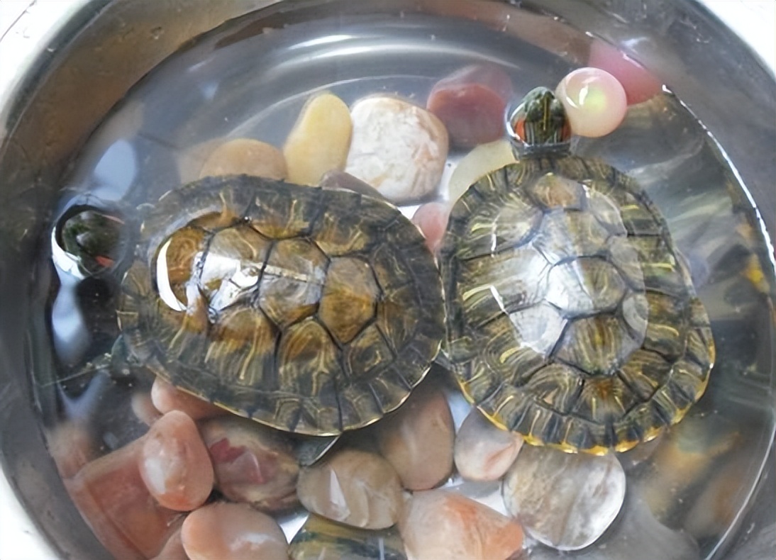 Entry-level turtle breeding method - iNEWS