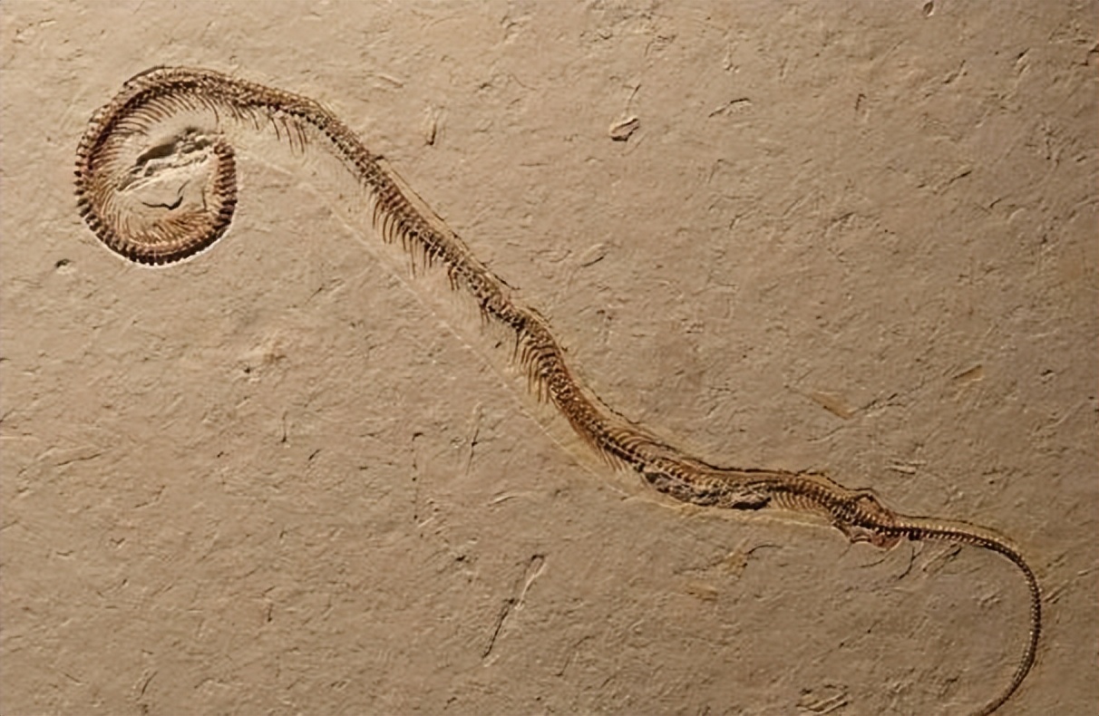 The ancestors of snakes originally had limbs, but now they have evolved ...