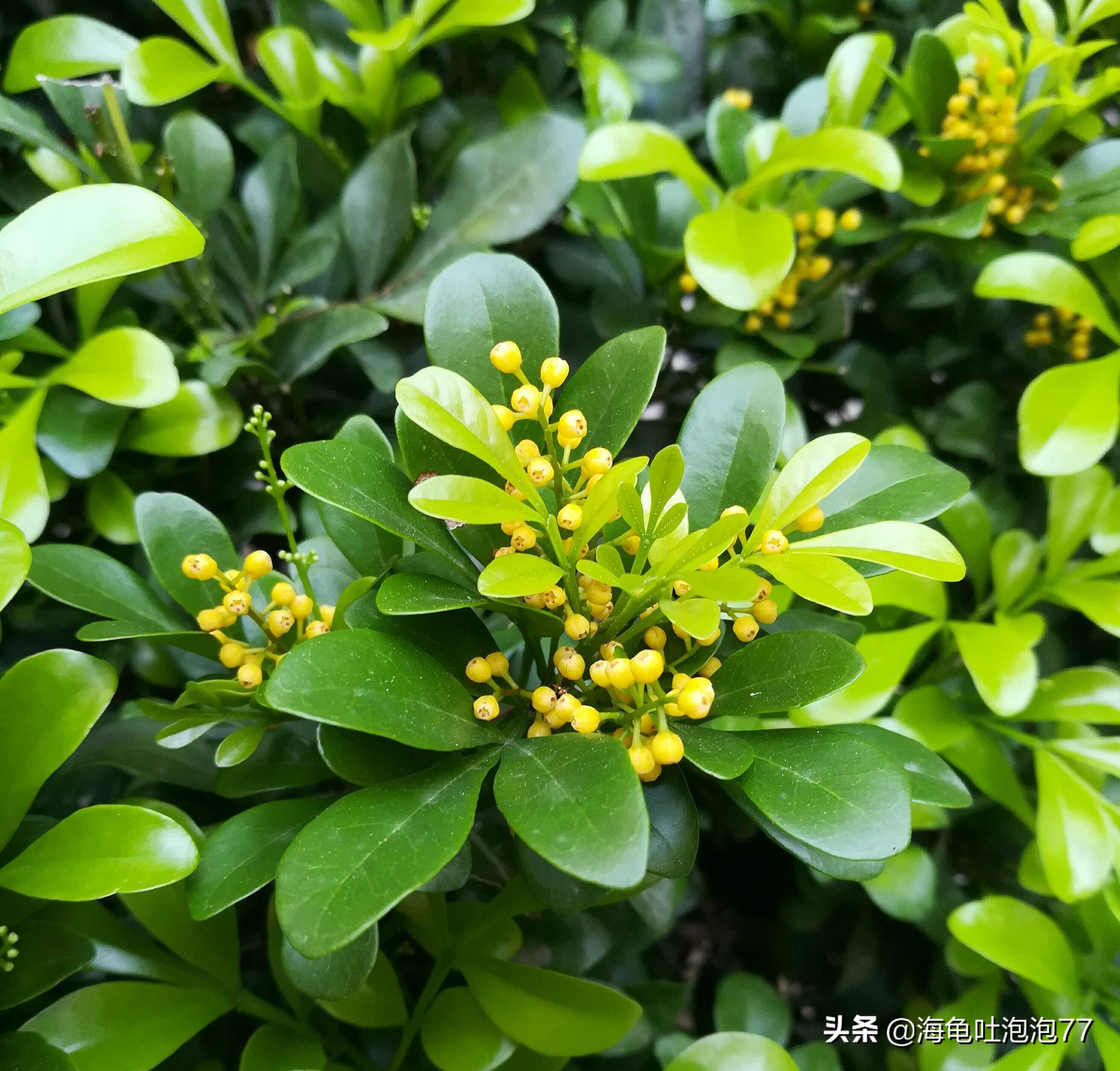 How to maintain the four seasons Milan flowers to make the flowers ...