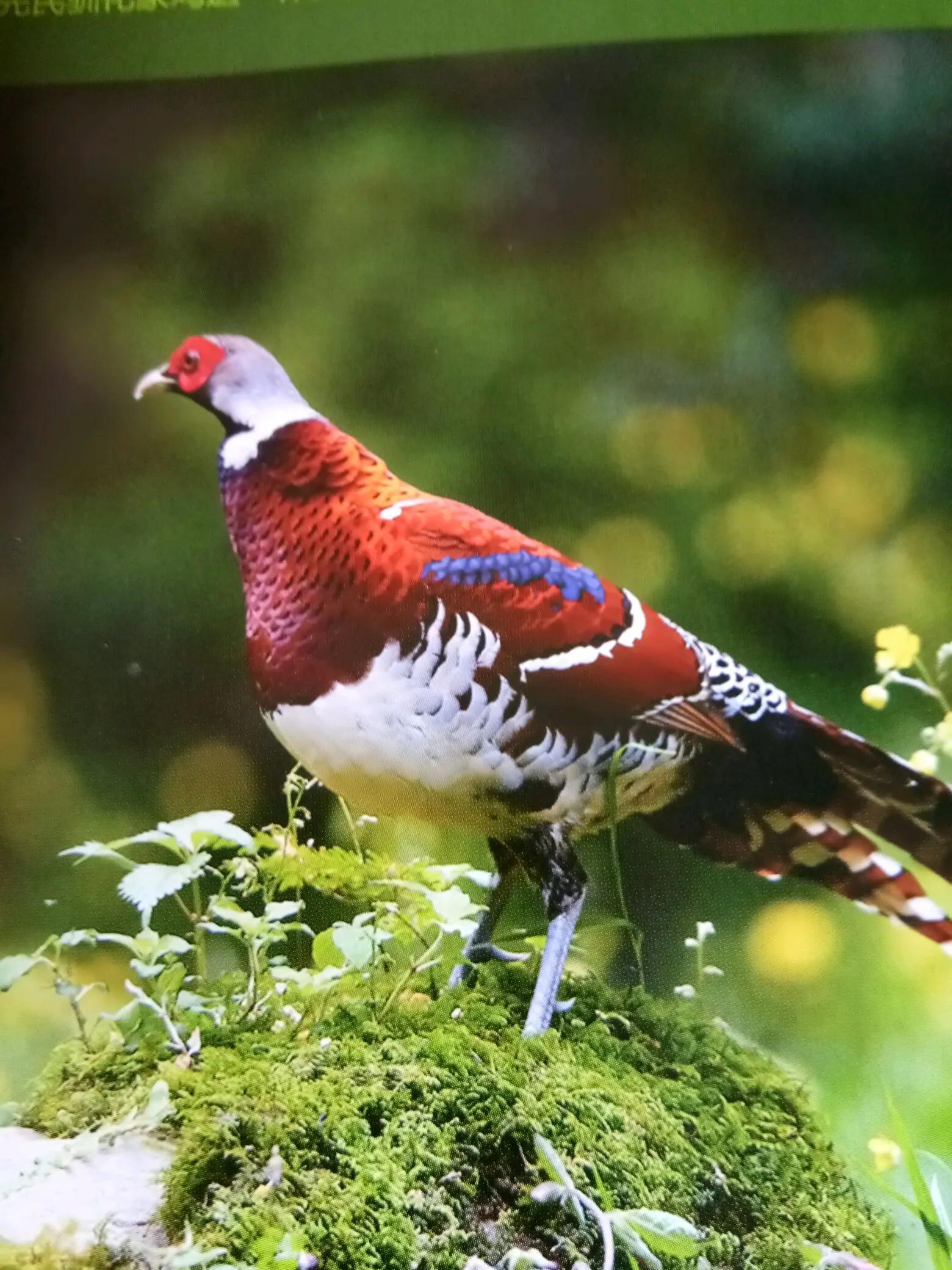 Animal Behaviour (Poems) - iNEWS