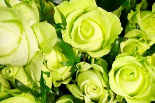 Appreciation of 9 kinds of green roses - iNEWS